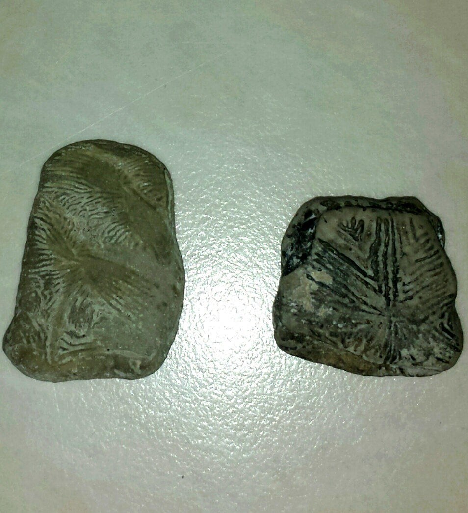 What are Your Most Significant Finds in Florida? - Fossil Hunting Trips ...
