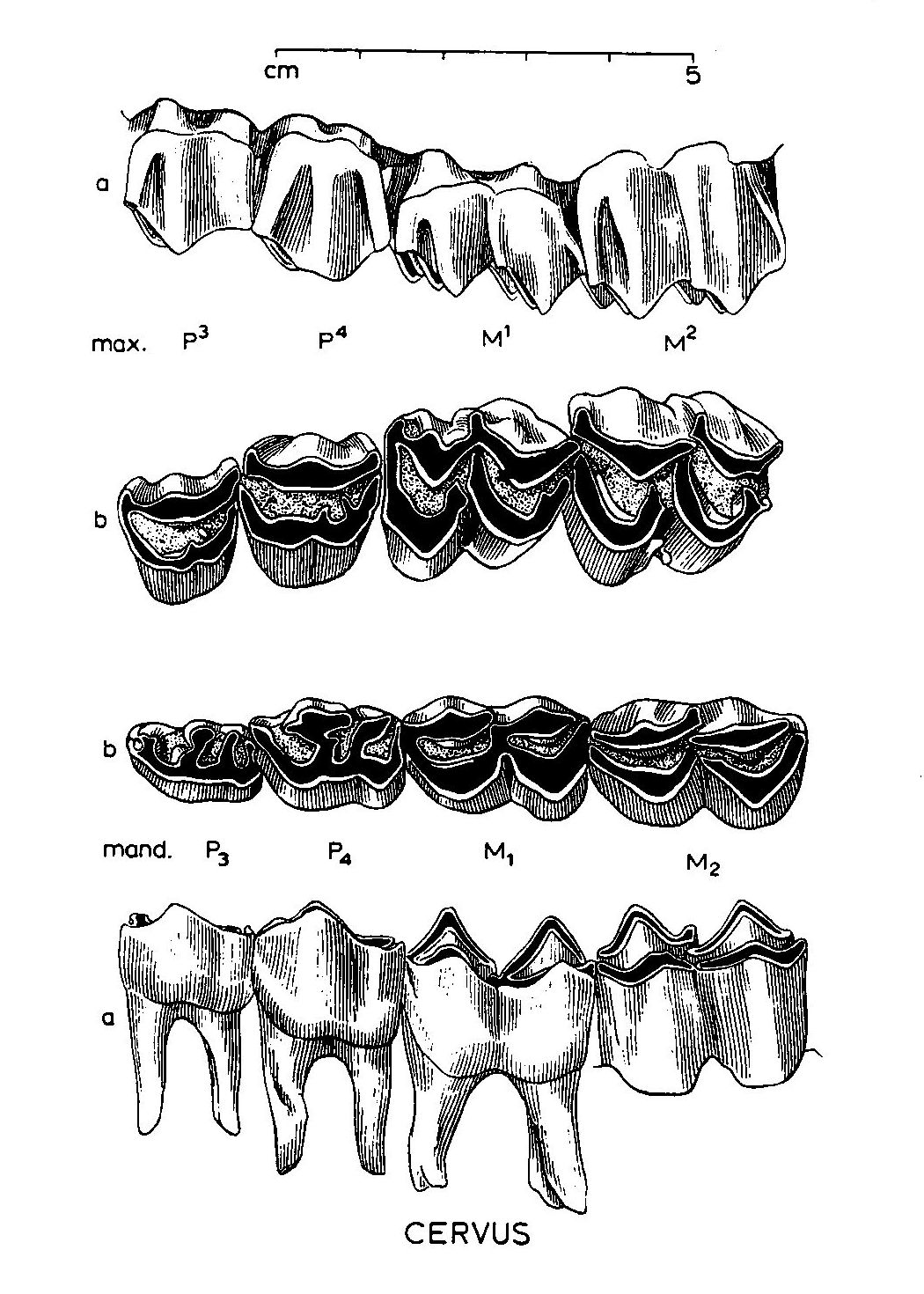 Tooth - Fossil ID - The Fossil Forum