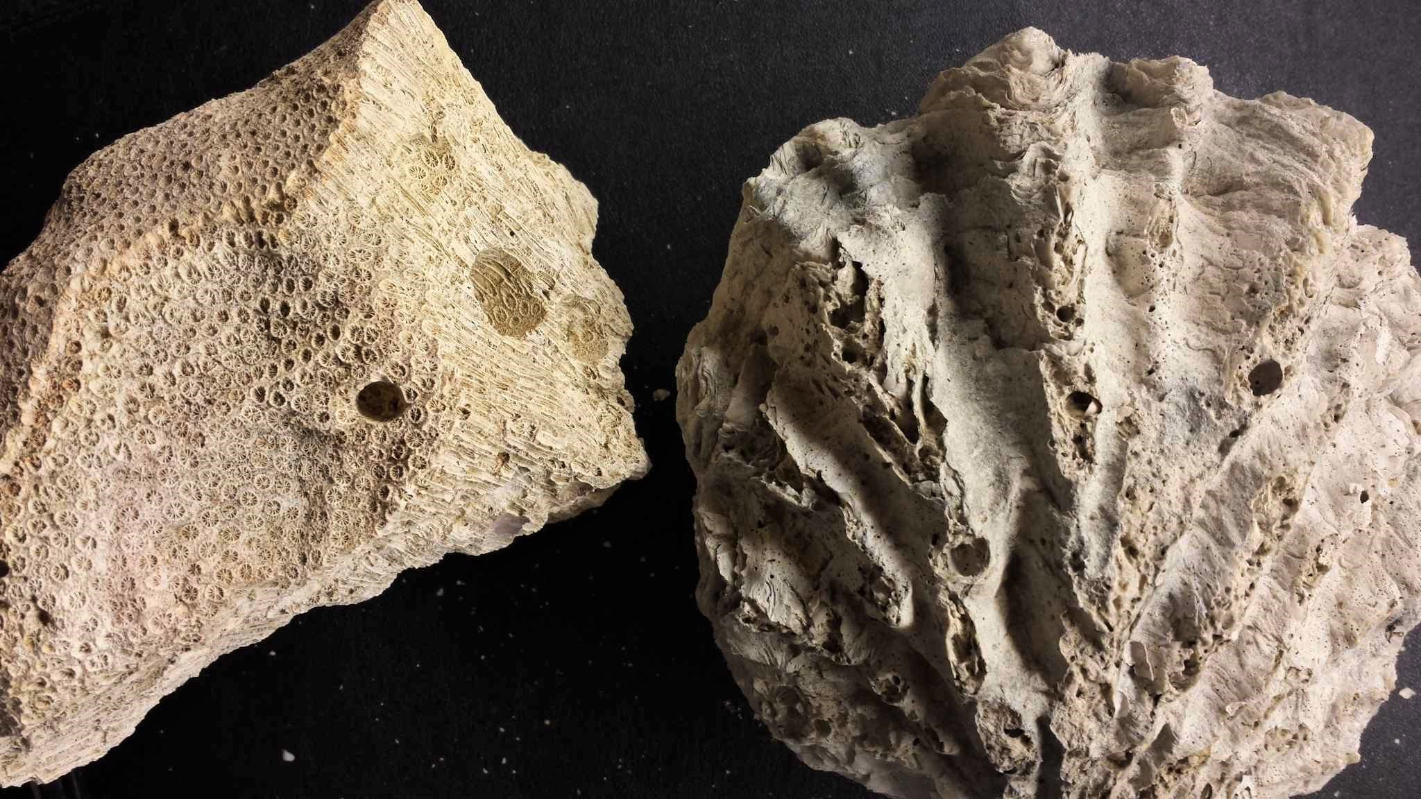 Are these rocks? Coal? Poop? - Fossil ID - The Fossil Forum