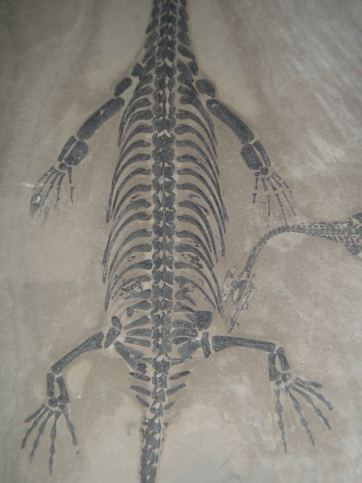 keichousaurus - Is It Real? How to Recognize Fossil Fabrications - The ...