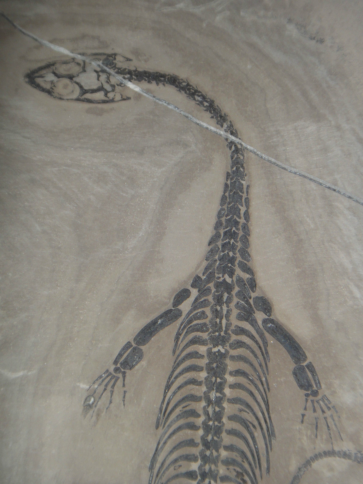 keichousaurus - Is It Real? How to Recognize Fossil Fabrications - The ...