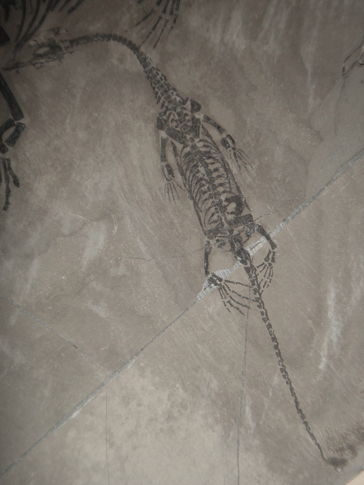 keichousaurus - Is It Real? How to Recognize Fossil Fabrications - The ...