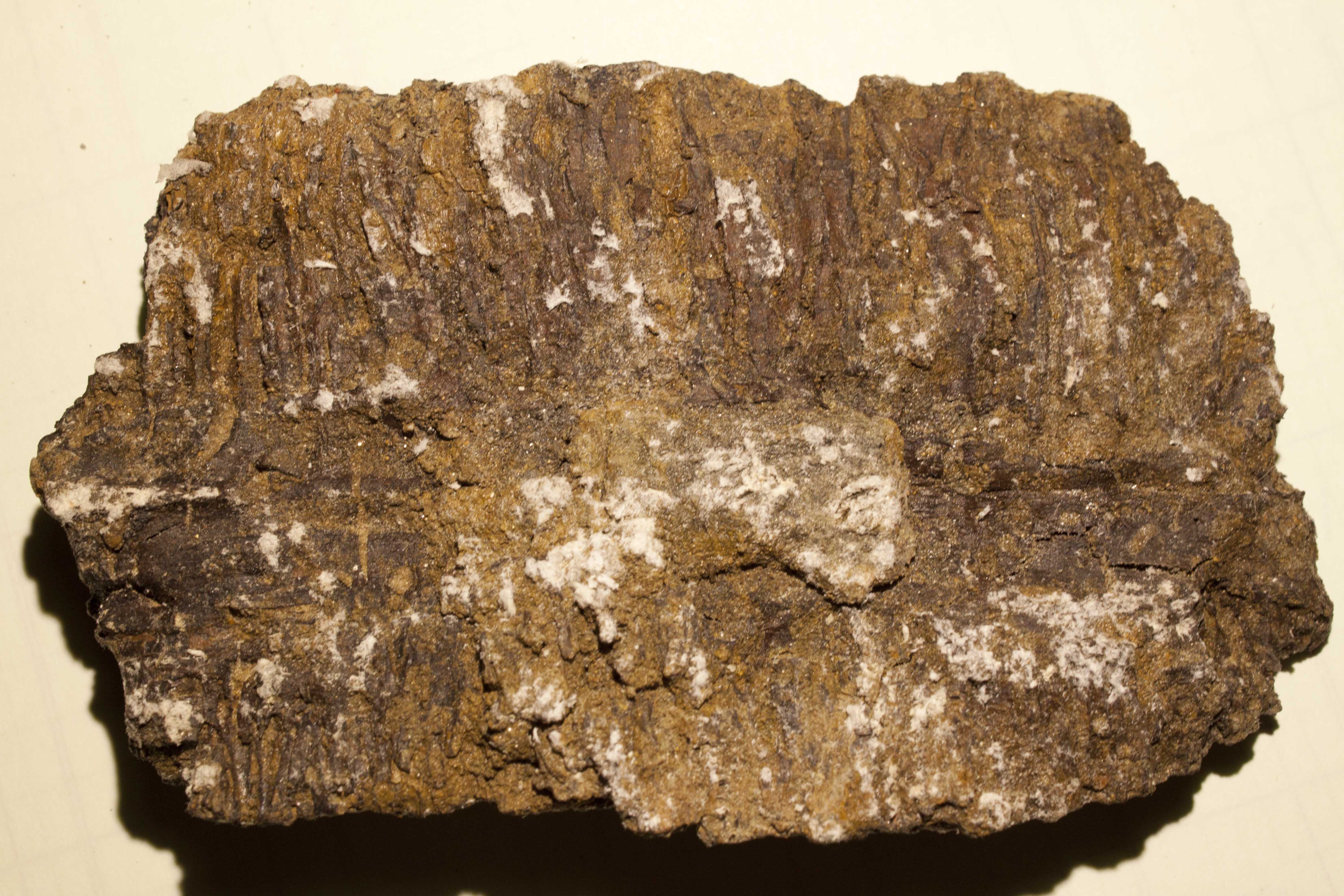 Looking for plant ID - Fossil ID - The Fossil Forum