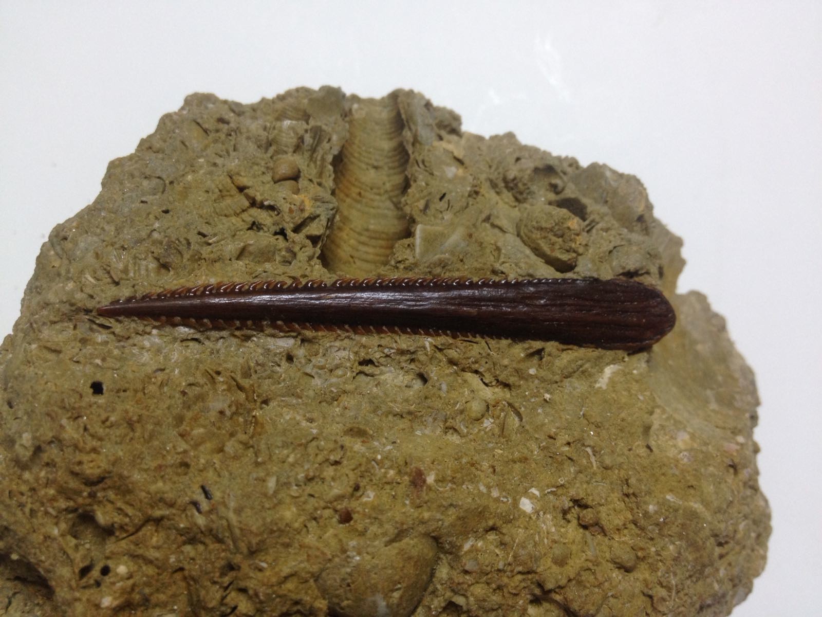 Winner of the November 2016 Vertebrate Find Of The Month! - Fossil of ...