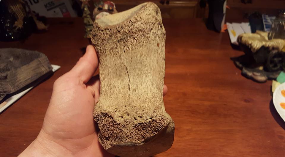 Bone Identification? - Fossil ID - The Fossil Forum