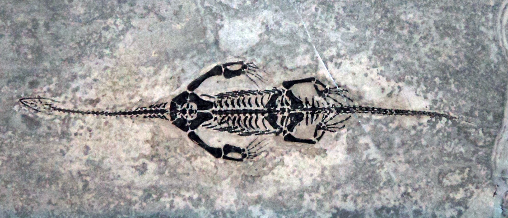 large keichousaurus - Member Collections - The Fossil Forum
