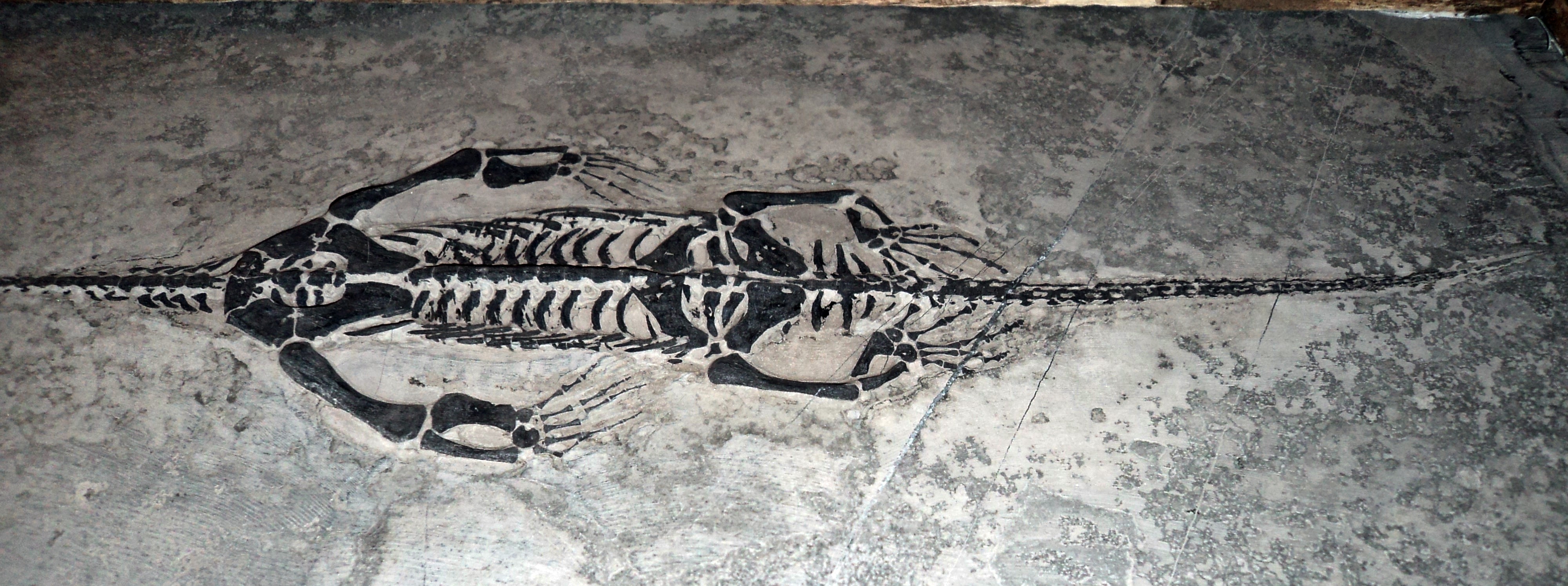 large keichousaurus - Member Collections - The Fossil Forum