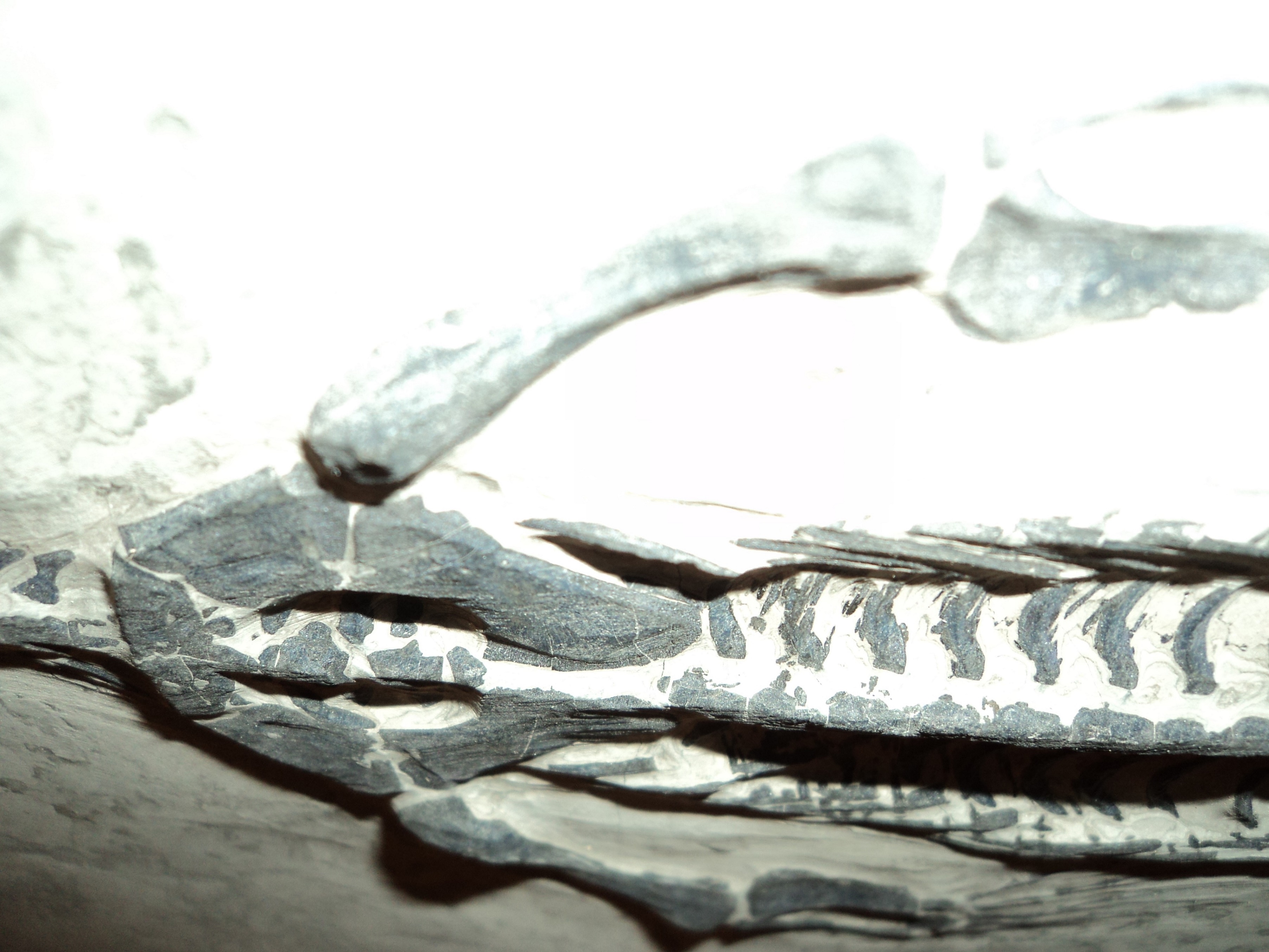 large keichousaurus - Member Collections - The Fossil Forum