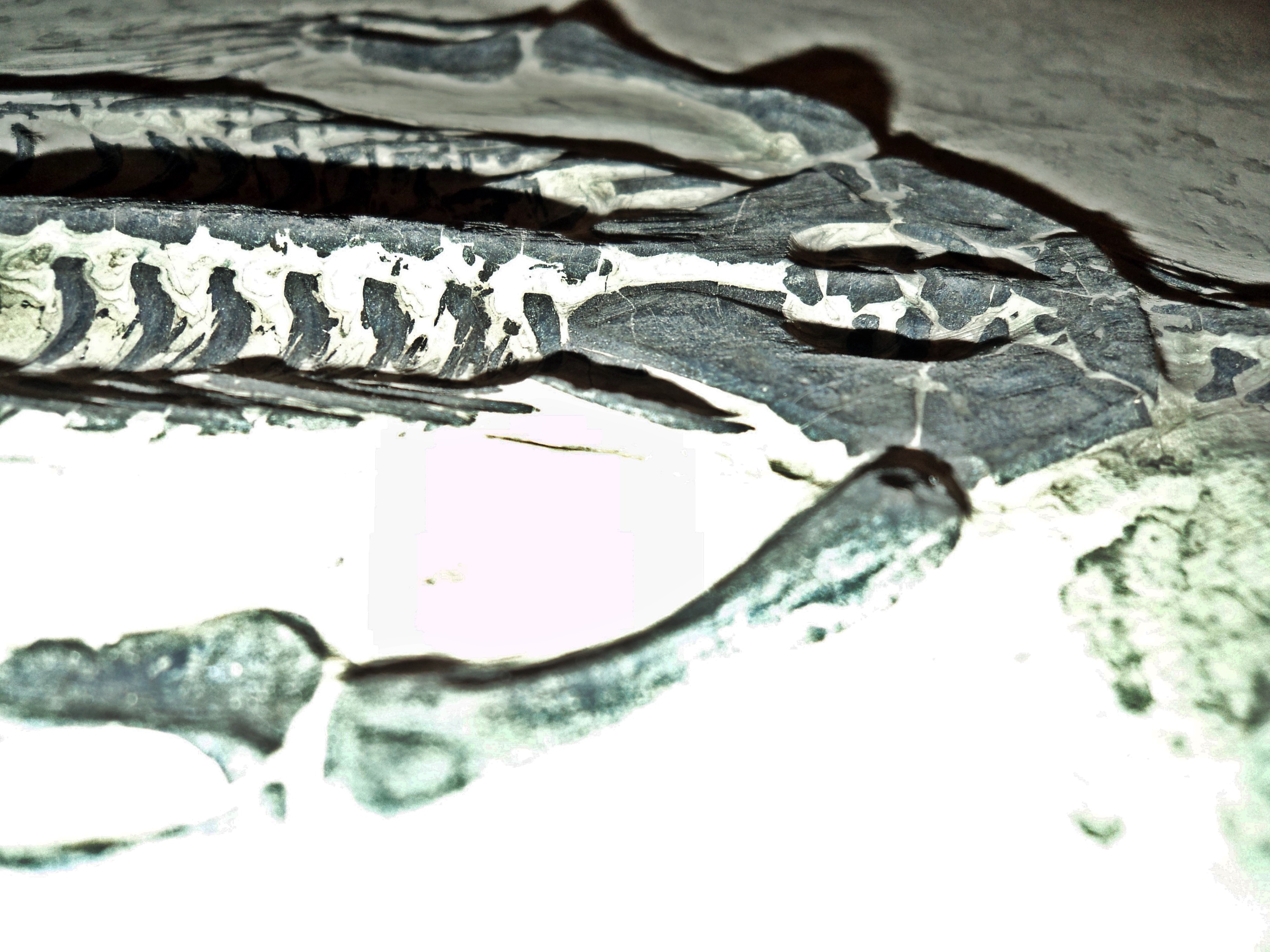large keichousaurus - Member Collections - The Fossil Forum