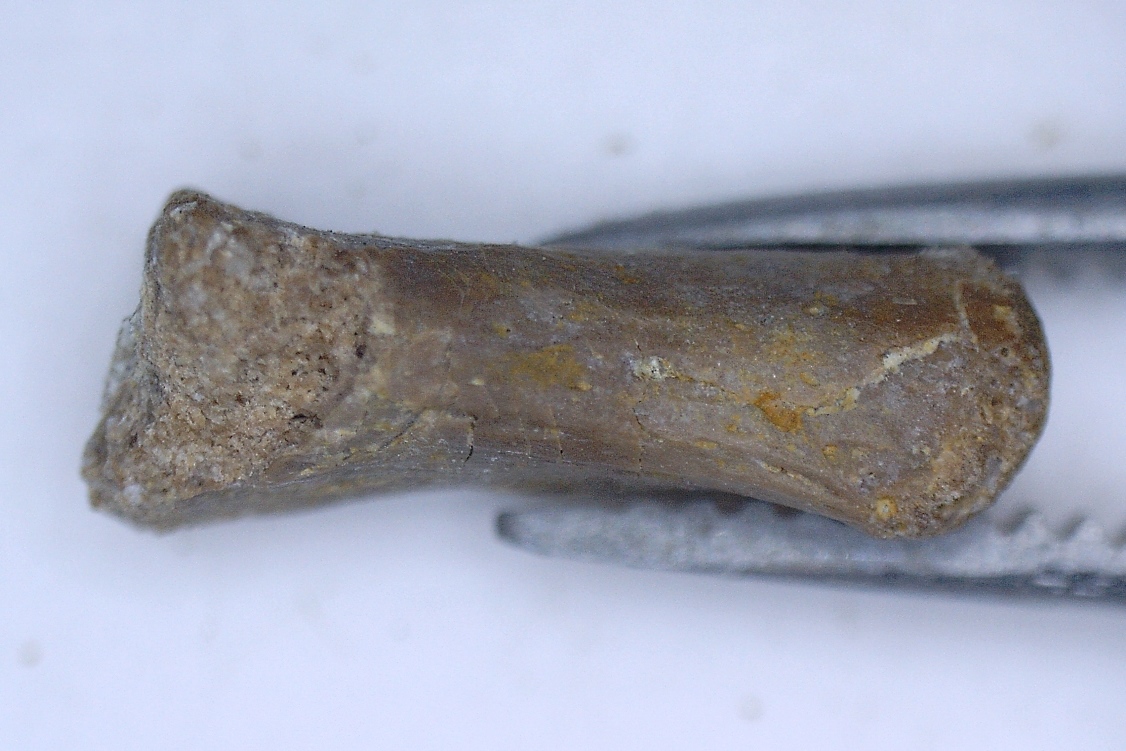 Bird / Theropod toe - Fossil ID - The Fossil Forum