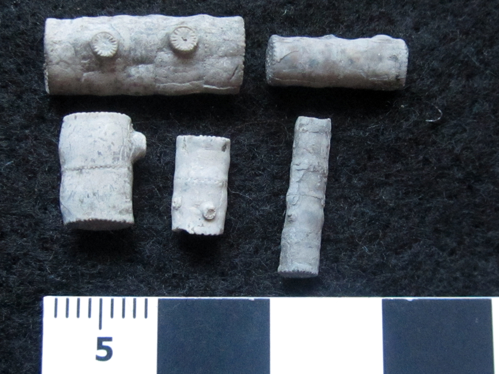 carboniferous Syringopora sp ? - Fossil ID - The Fossil Forum