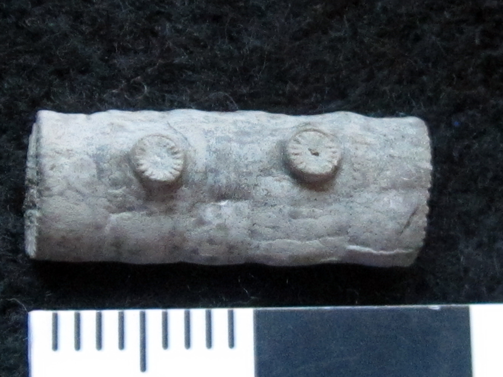 carboniferous Syringopora sp ? - Fossil ID - The Fossil Forum