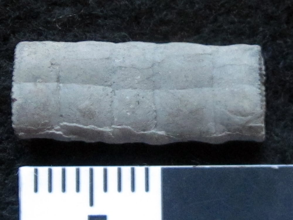 carboniferous Syringopora sp ? - Fossil ID - The Fossil Forum