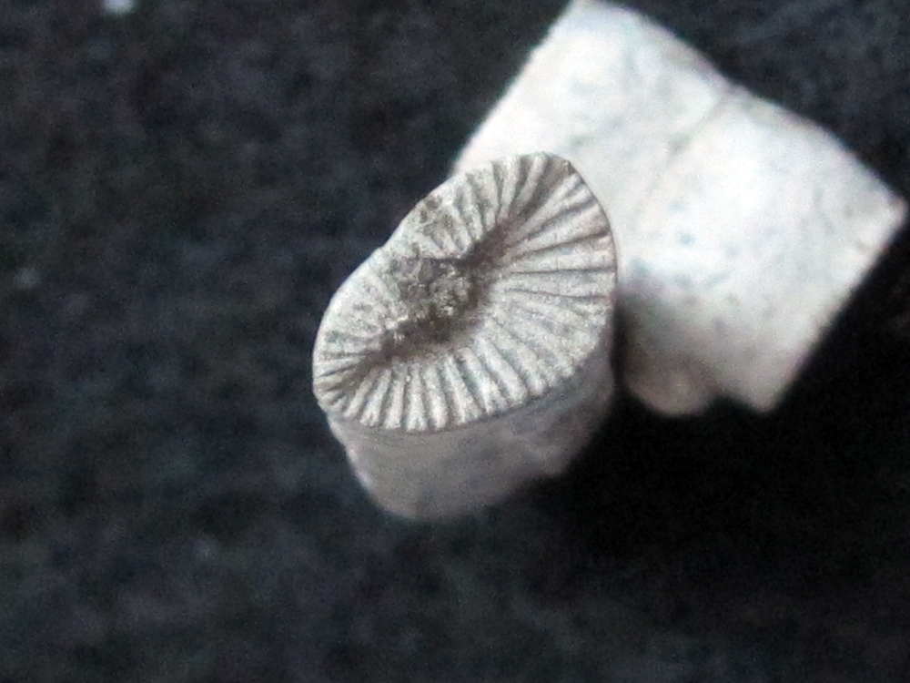 carboniferous Syringopora sp ? - Fossil ID - The Fossil Forum