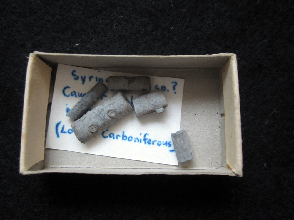 carboniferous Syringopora sp ? - Fossil ID - The Fossil Forum