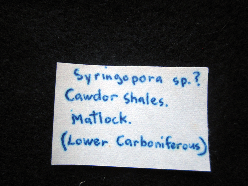 carboniferous Syringopora sp ? - Fossil ID - The Fossil Forum
