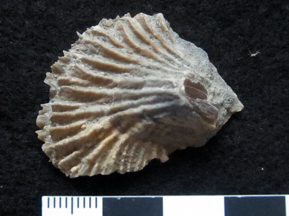 Unknown Wenlock Limestone fossils - Fossil ID - The Fossil Forum