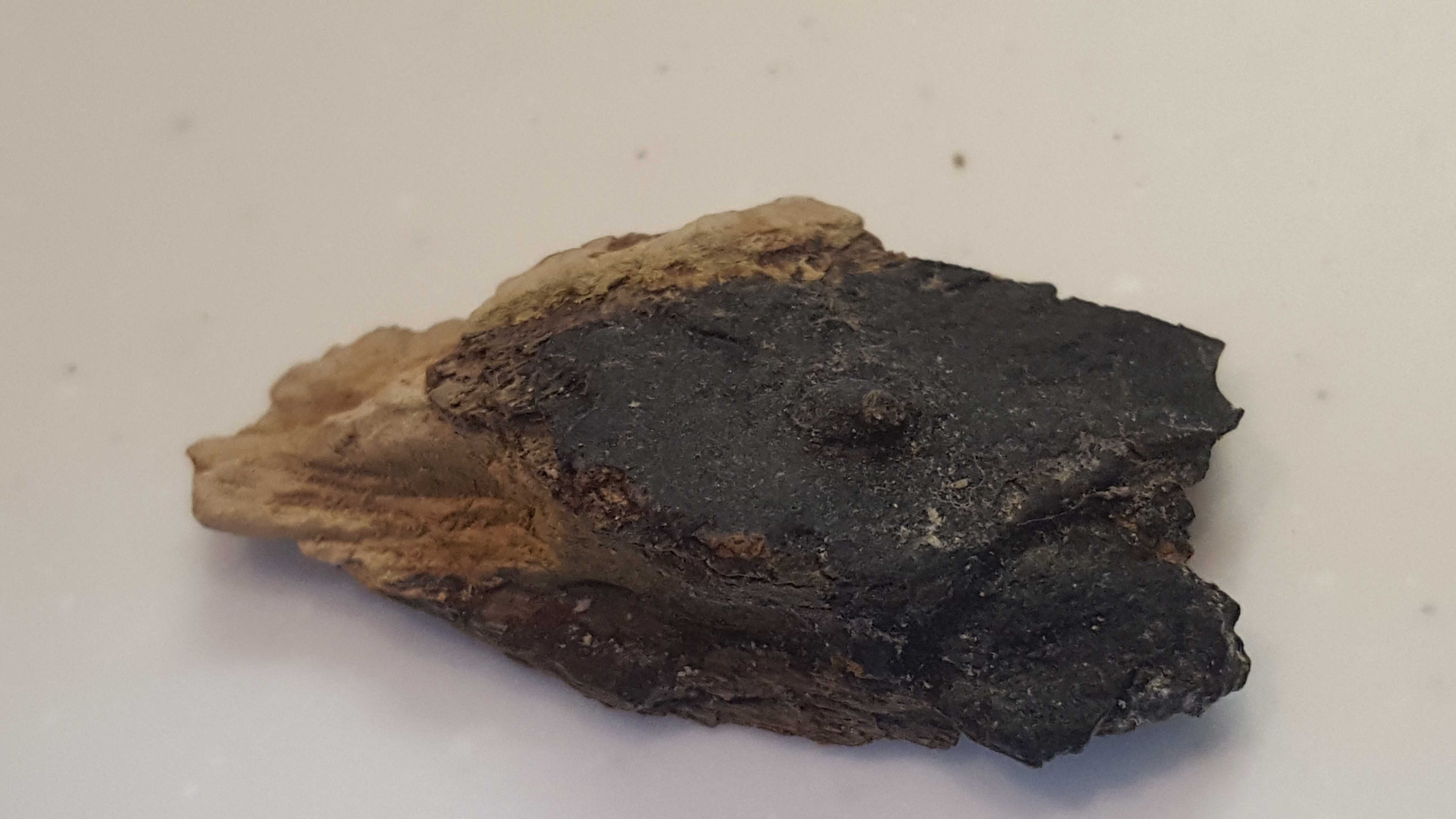 Ninja !!! - Fossil Hunting Trips - The Fossil Forum