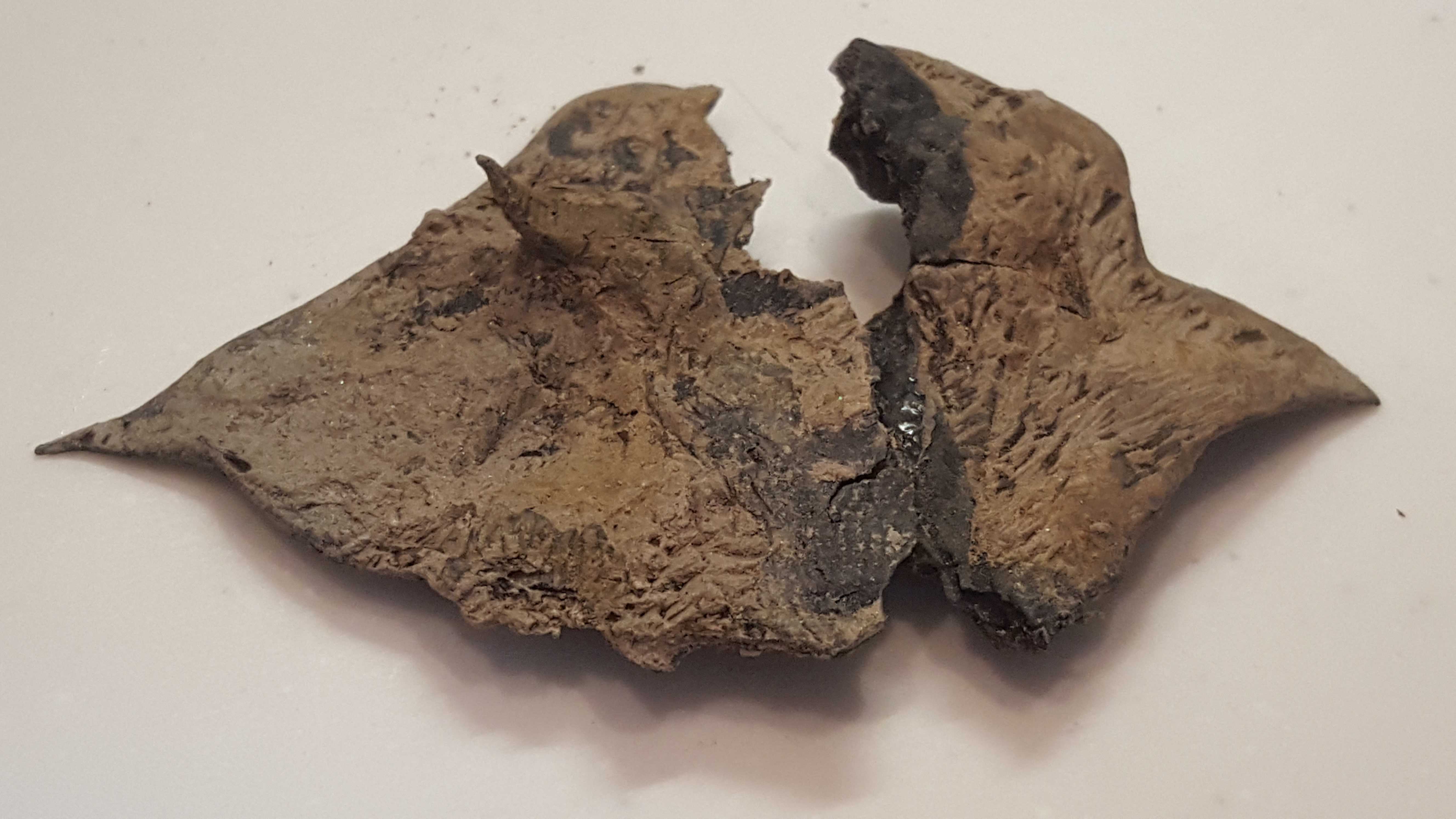 Ninja !!! - Fossil Hunting Trips - The Fossil Forum