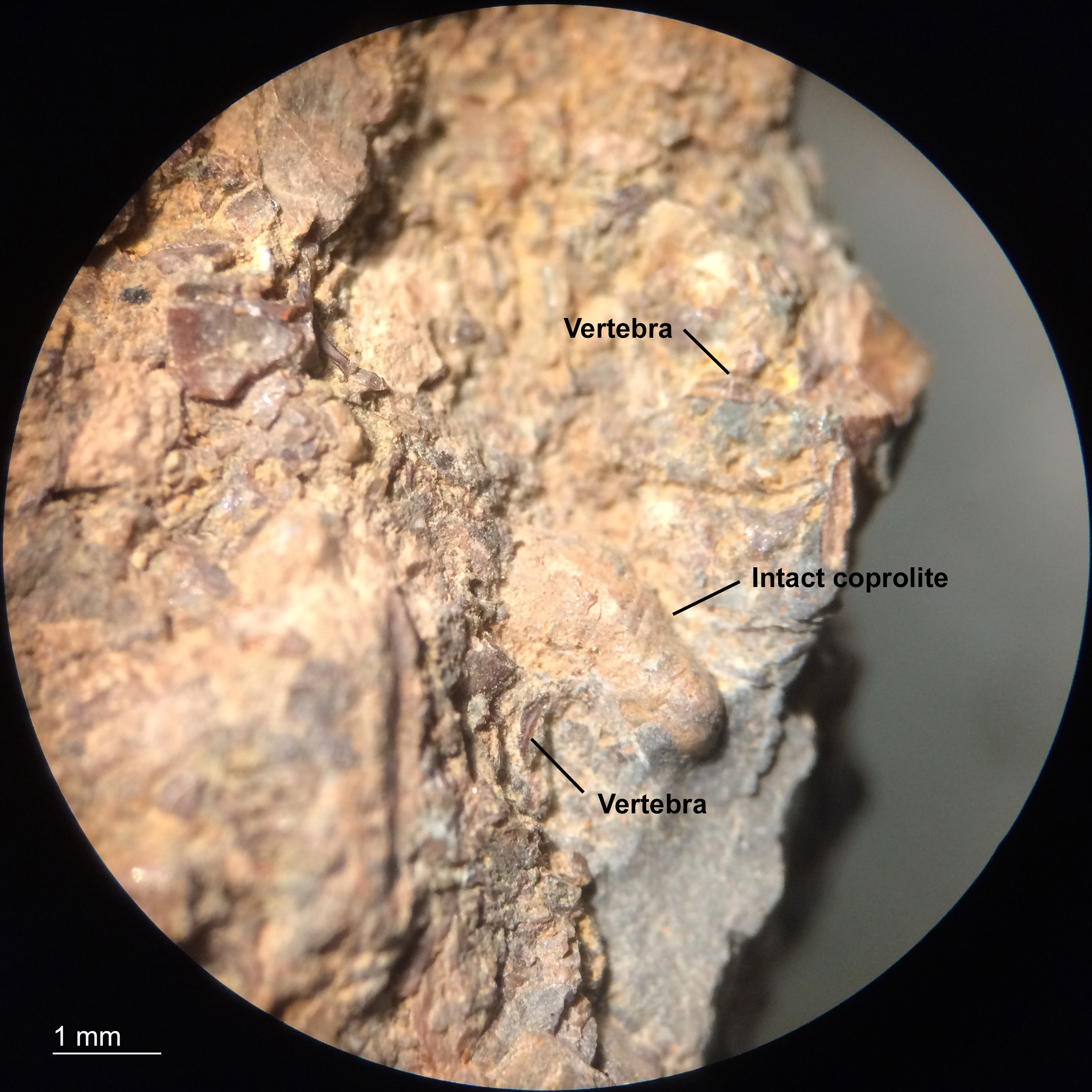 coprolite? and tooth - Fossil ID - The Fossil Forum