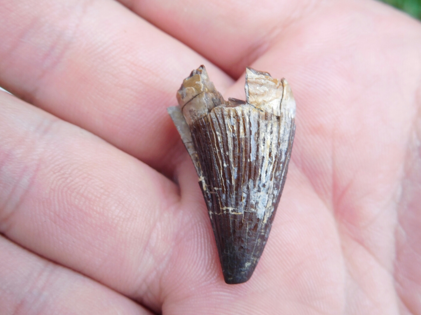 Texas Tooth - Fossil ID - The Fossil Forum