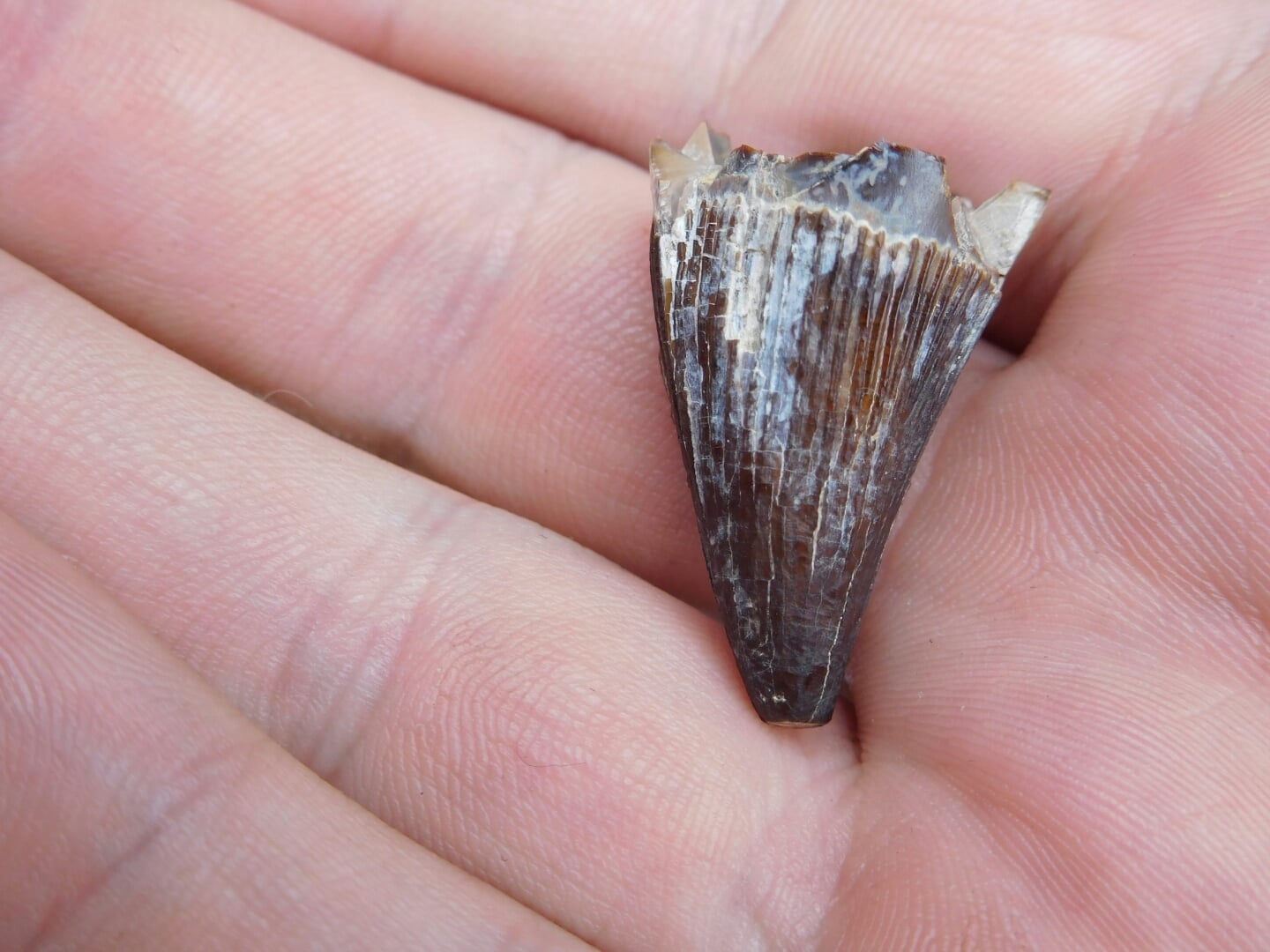 Texas Tooth - Fossil ID - The Fossil Forum