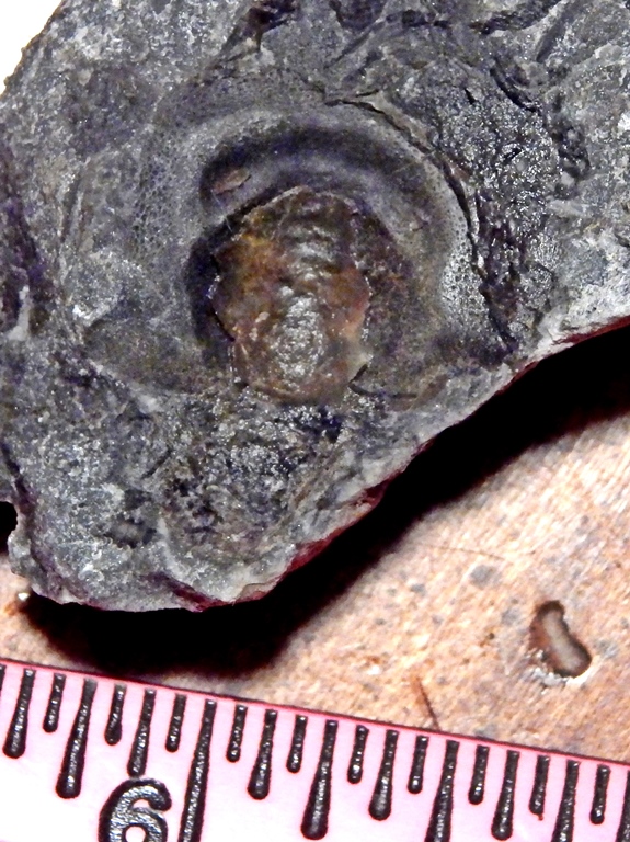 Lower Devonian Unknown find from Montague, NJ. - Hypostome? - Fossil ID ...