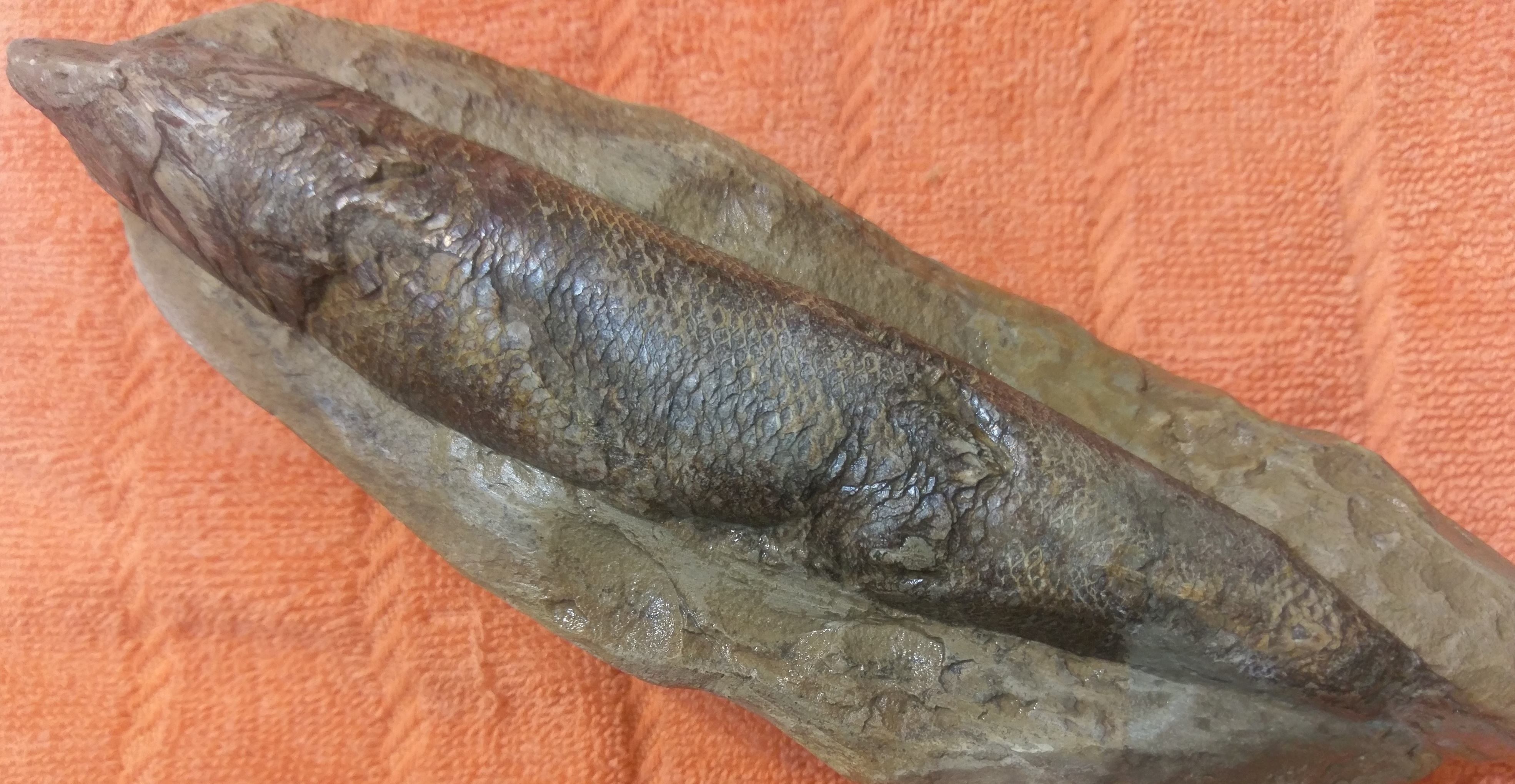 ID HELP - Fossil ID - The Fossil Forum