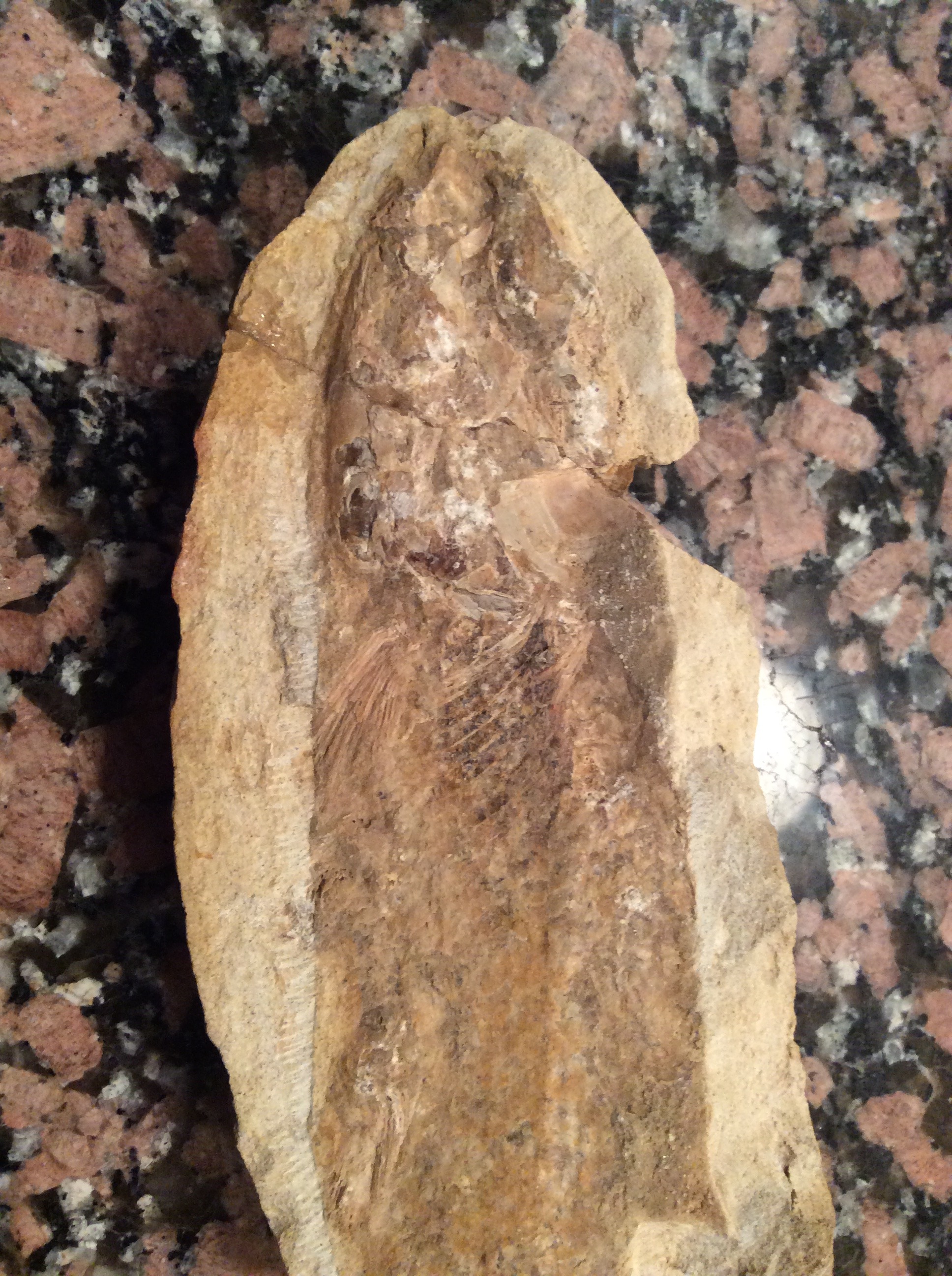 Brazilian Fish - Fossil ID - The Fossil Forum