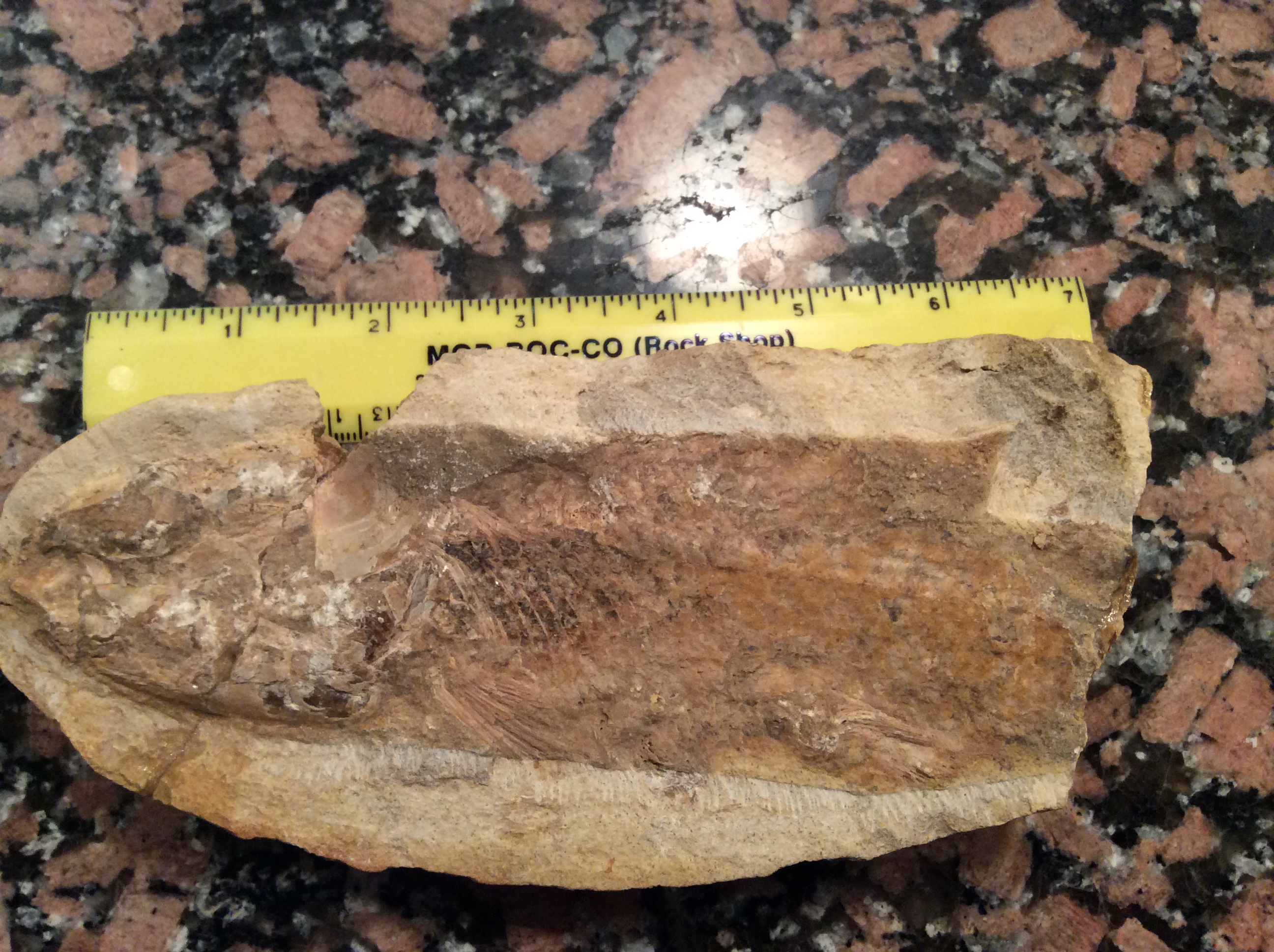Brazilian Fish - Fossil ID - The Fossil Forum