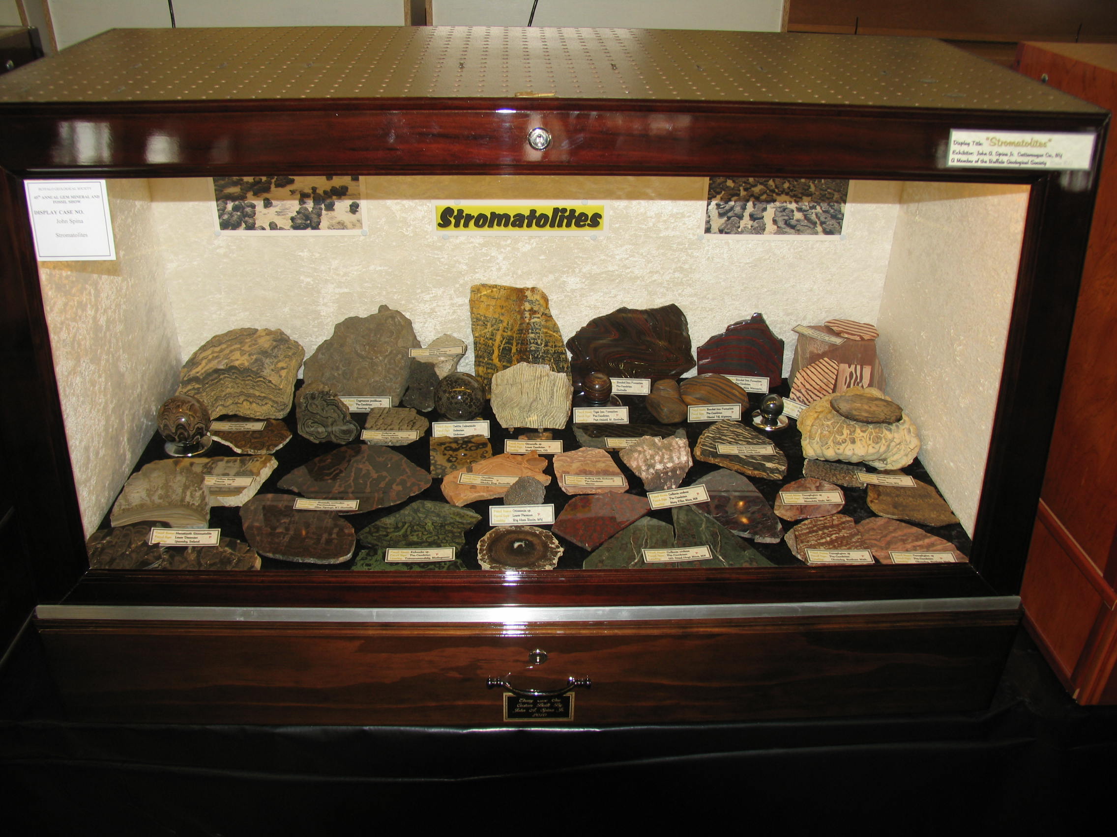 A large display of fossils for adoption. - Questions & Answers - The ...