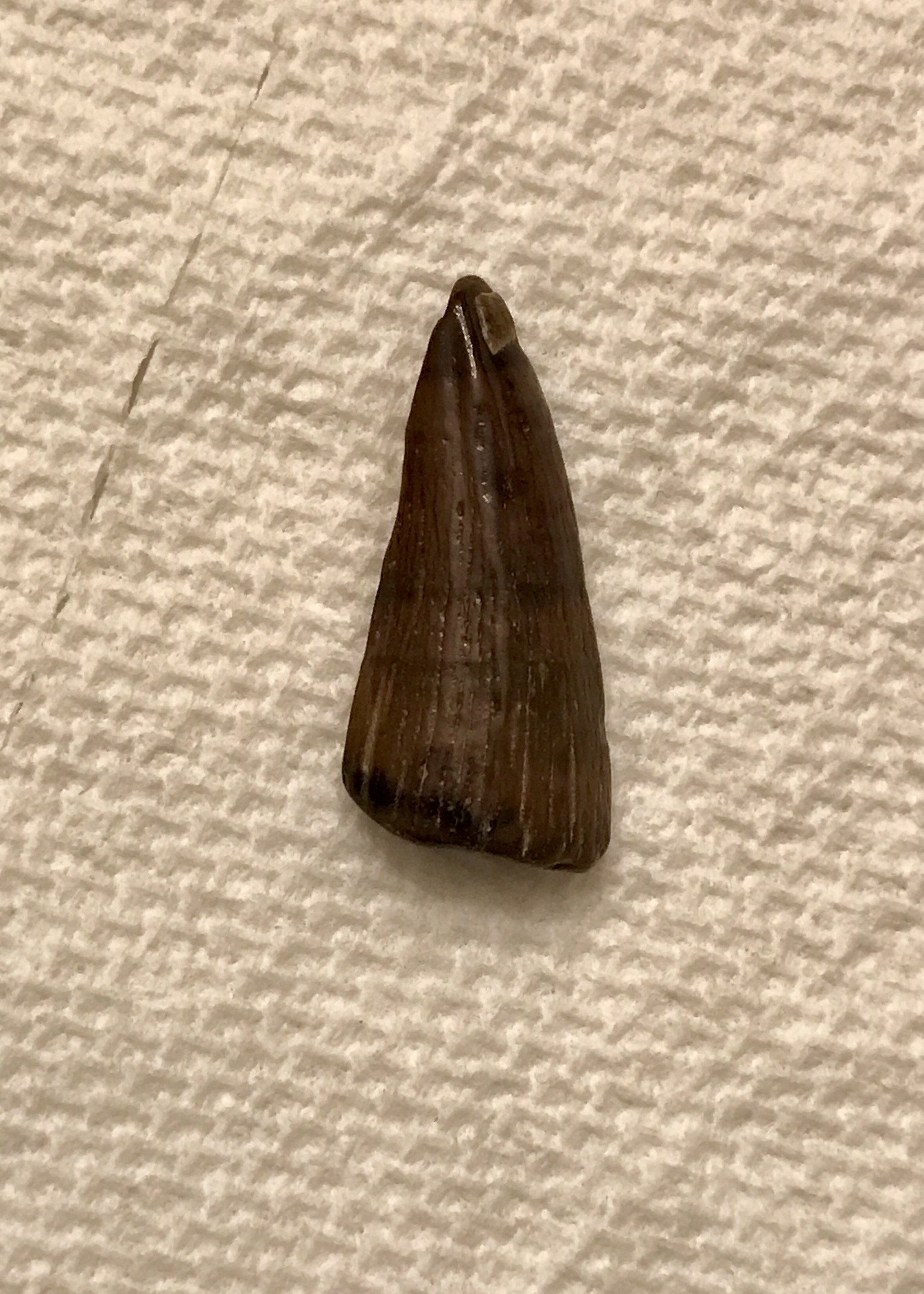 Alligator Tooth? - Fossil ID - The Fossil Forum