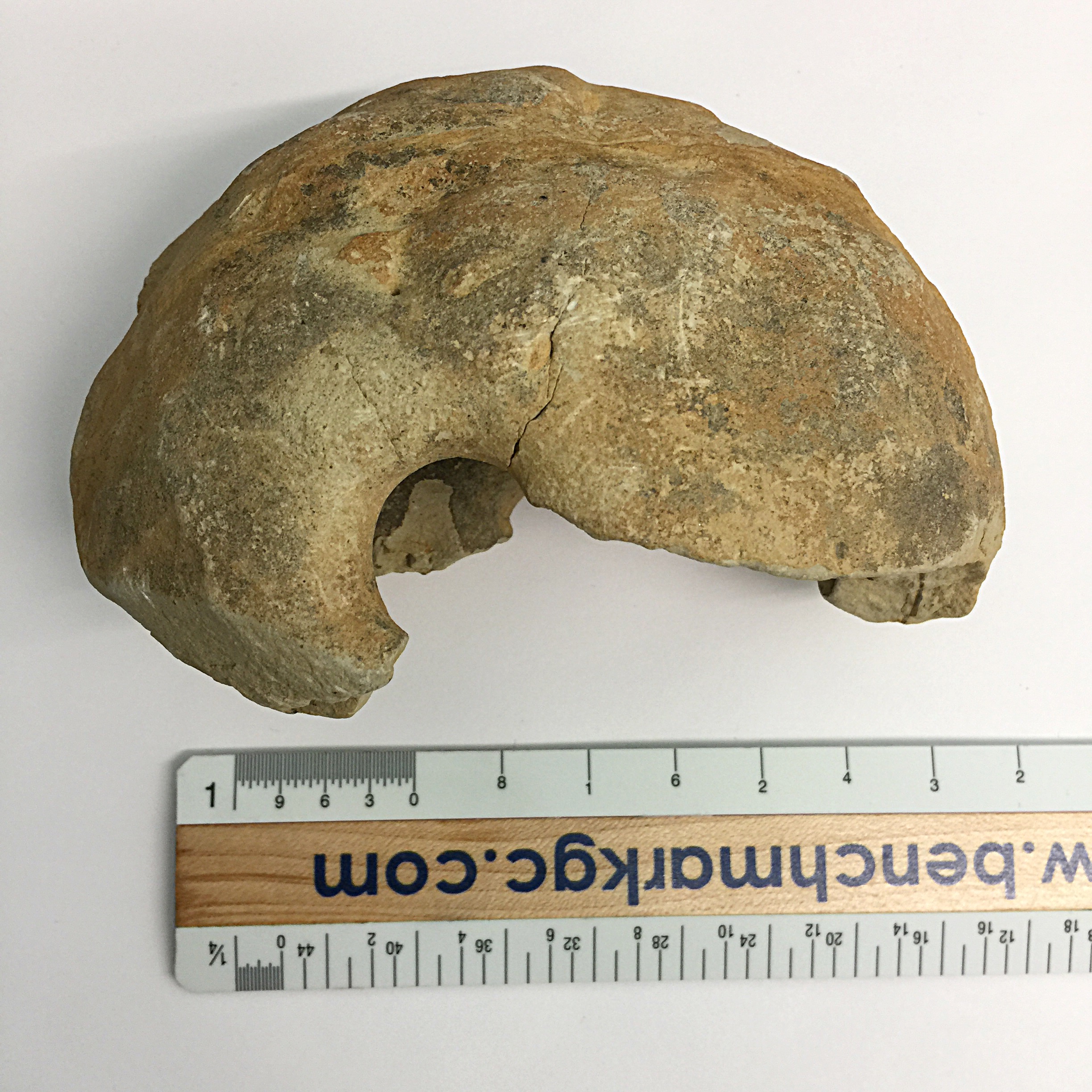 Cretaceous from Greece - Fossil ID - The Fossil Forum