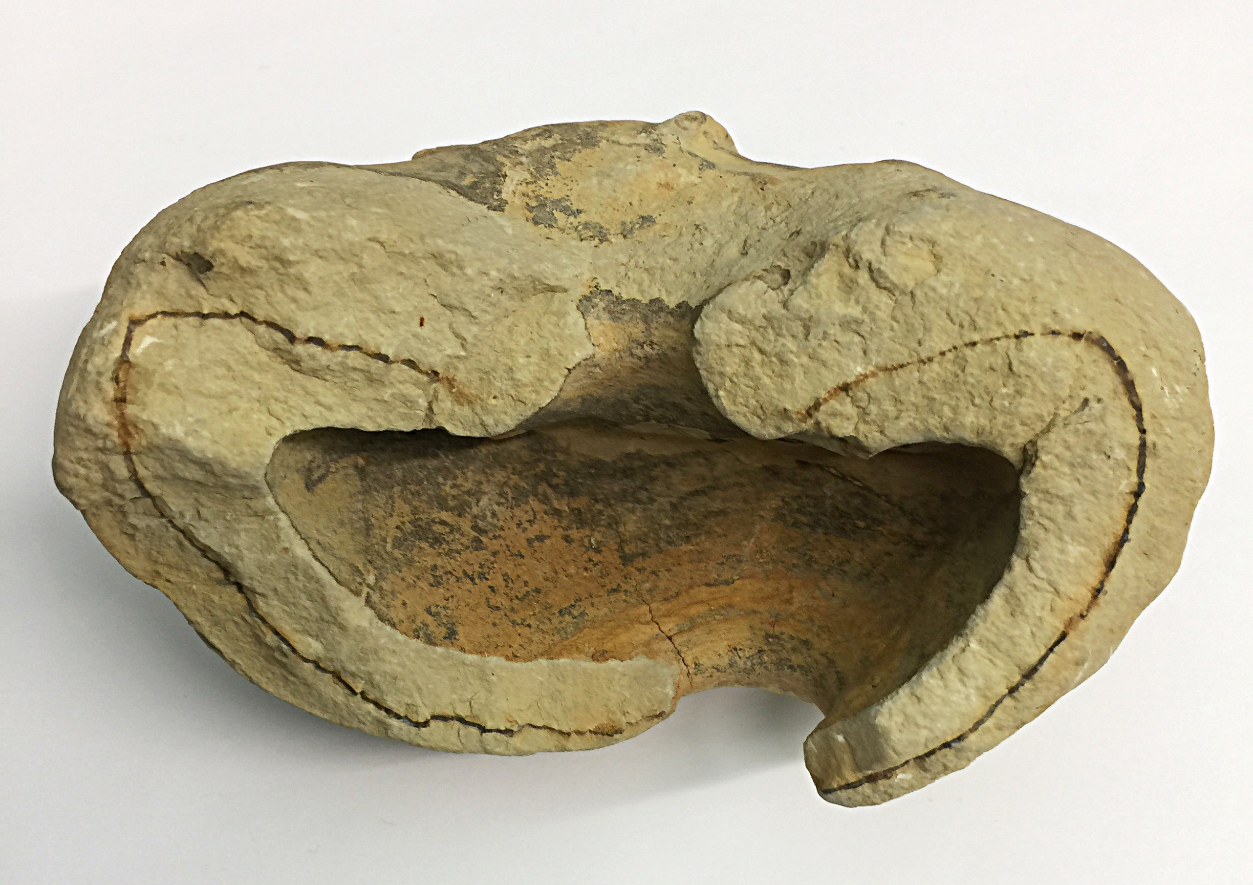 Cretaceous from Greece - Fossil ID - The Fossil Forum