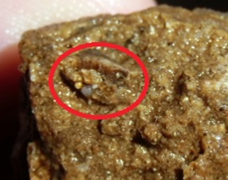 tooth in Cave wall fragment - Fossil ID - The Fossil Forum