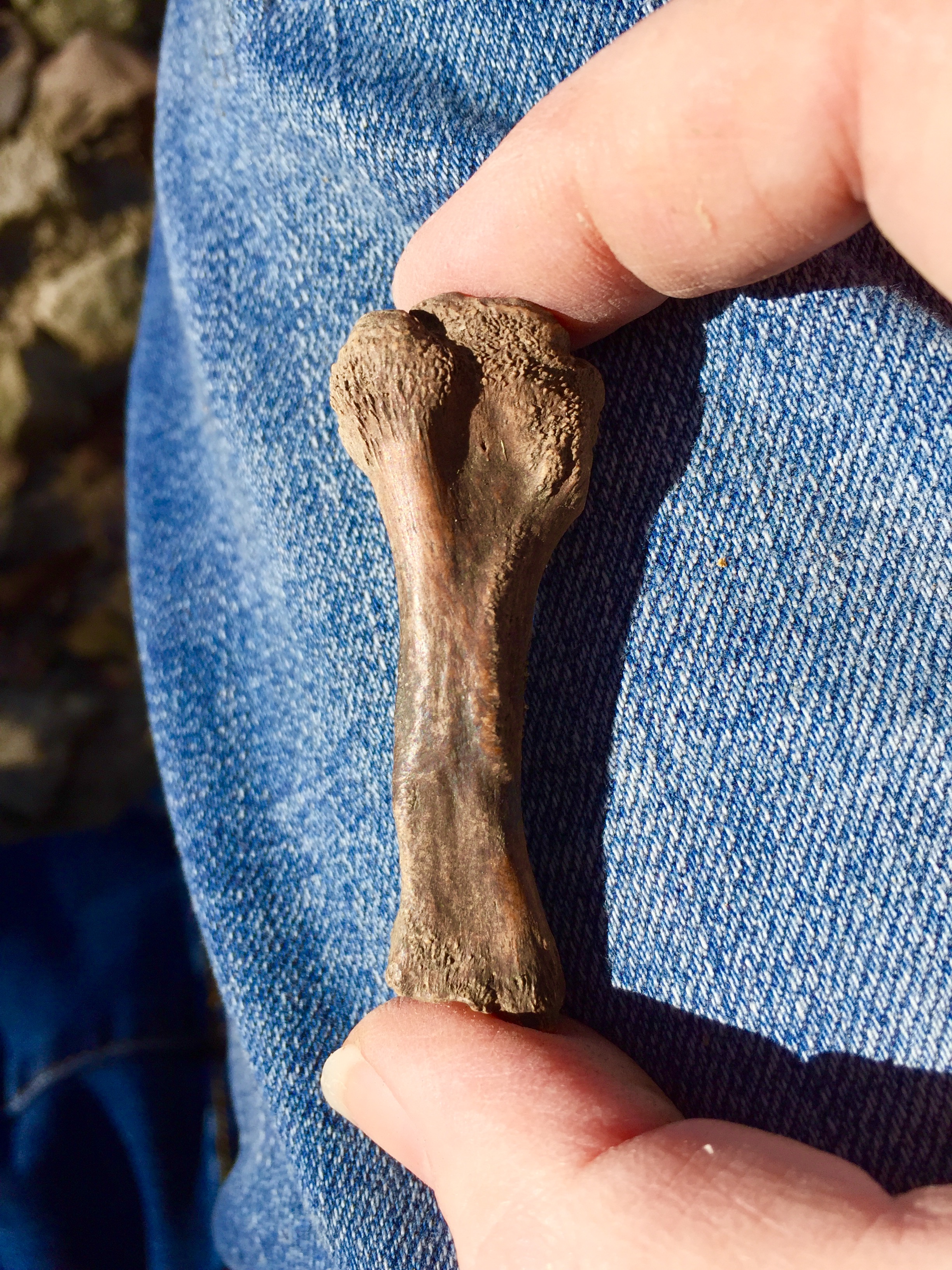 Bone - Fossil ID - The Fossil Forum