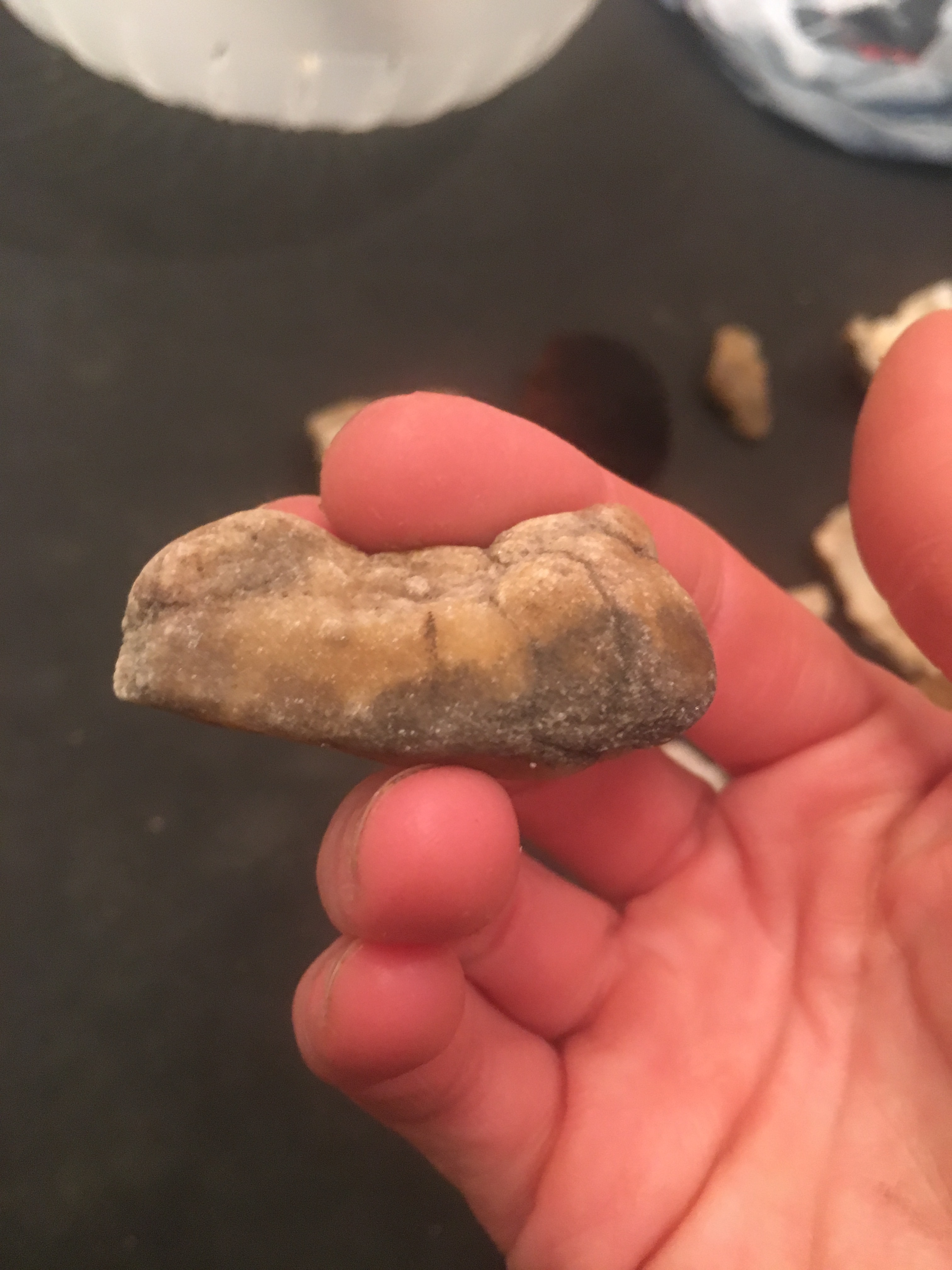 Are these rocks? Coal? Poop? - Fossil ID - The Fossil Forum