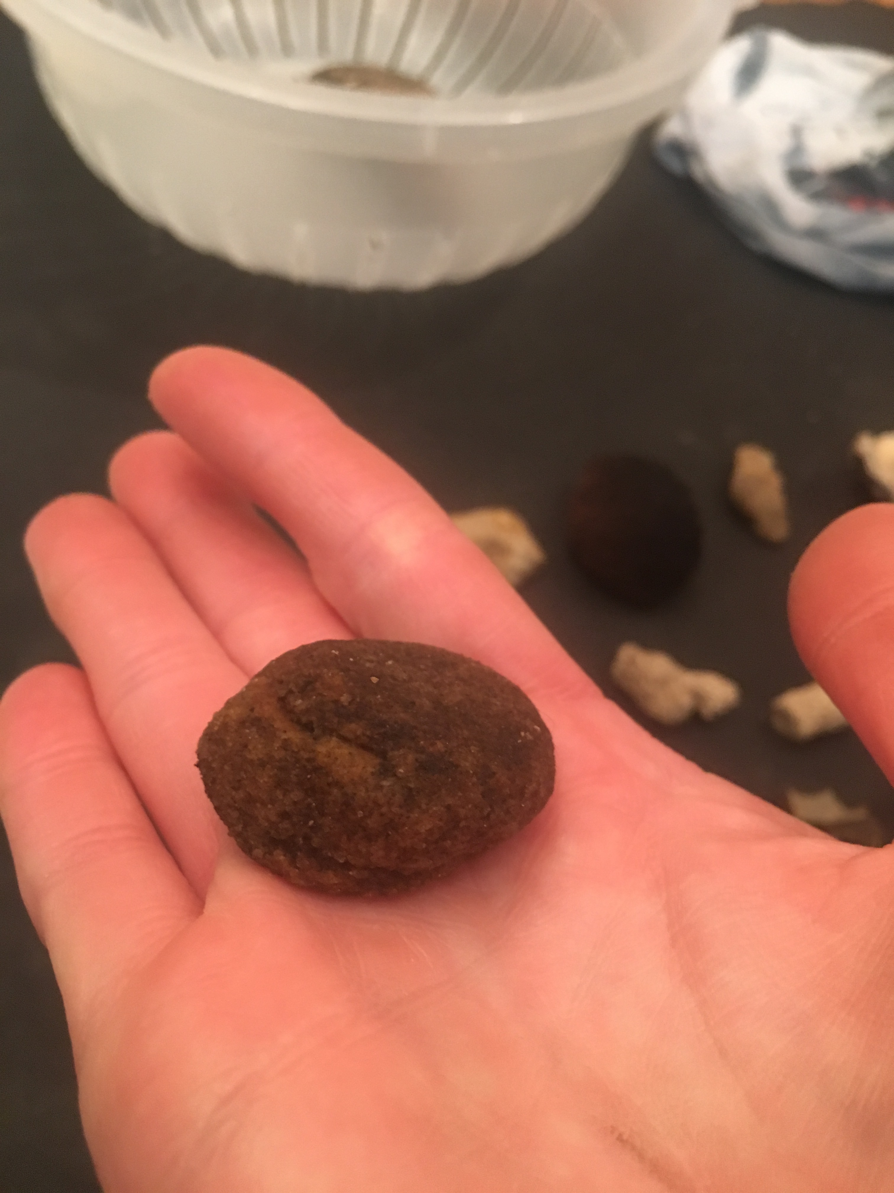 Are these rocks? Coal? Poop? - Fossil ID - The Fossil Forum