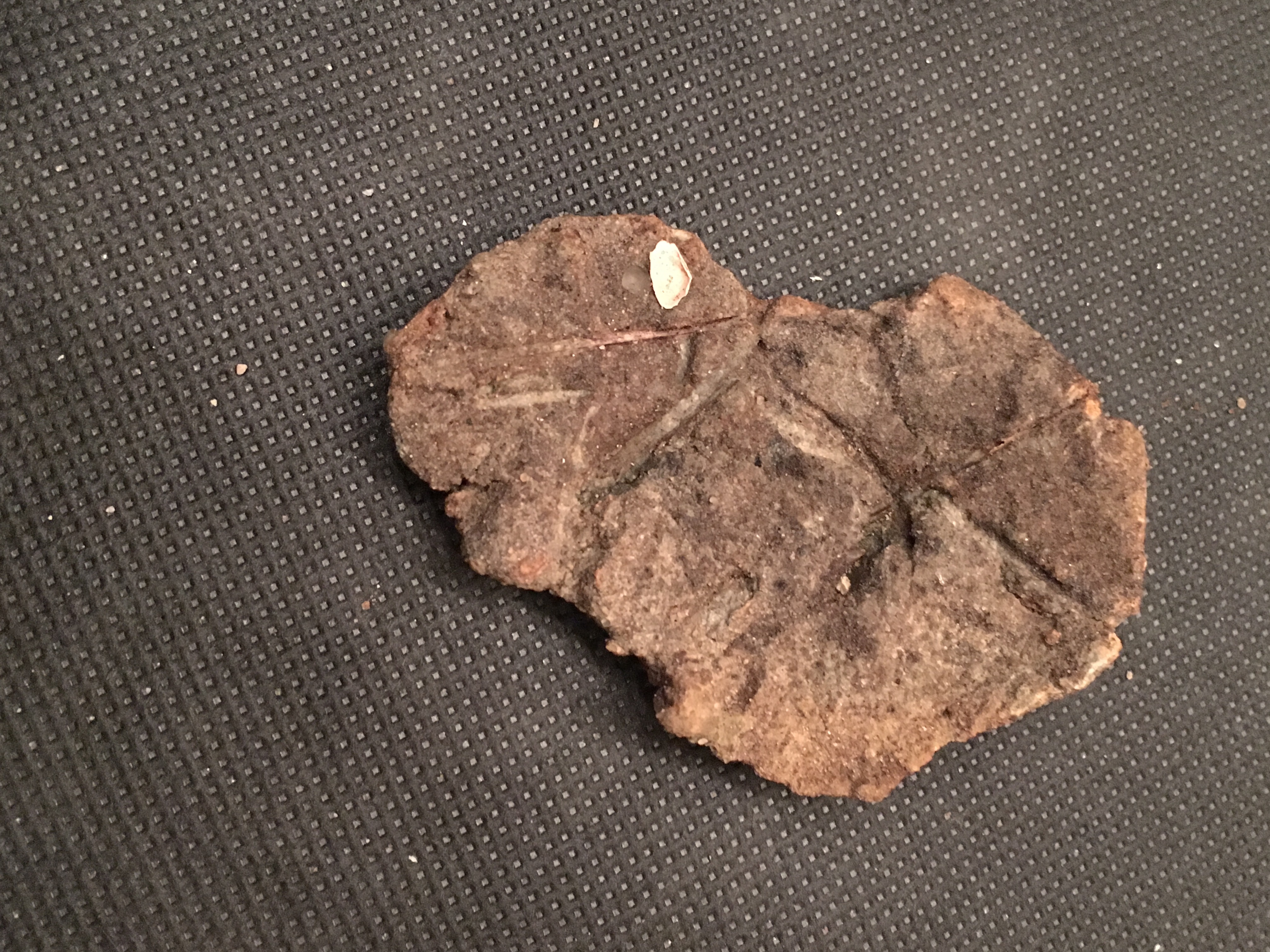 Are these rocks? Coal? Poop? - Fossil ID - The Fossil Forum