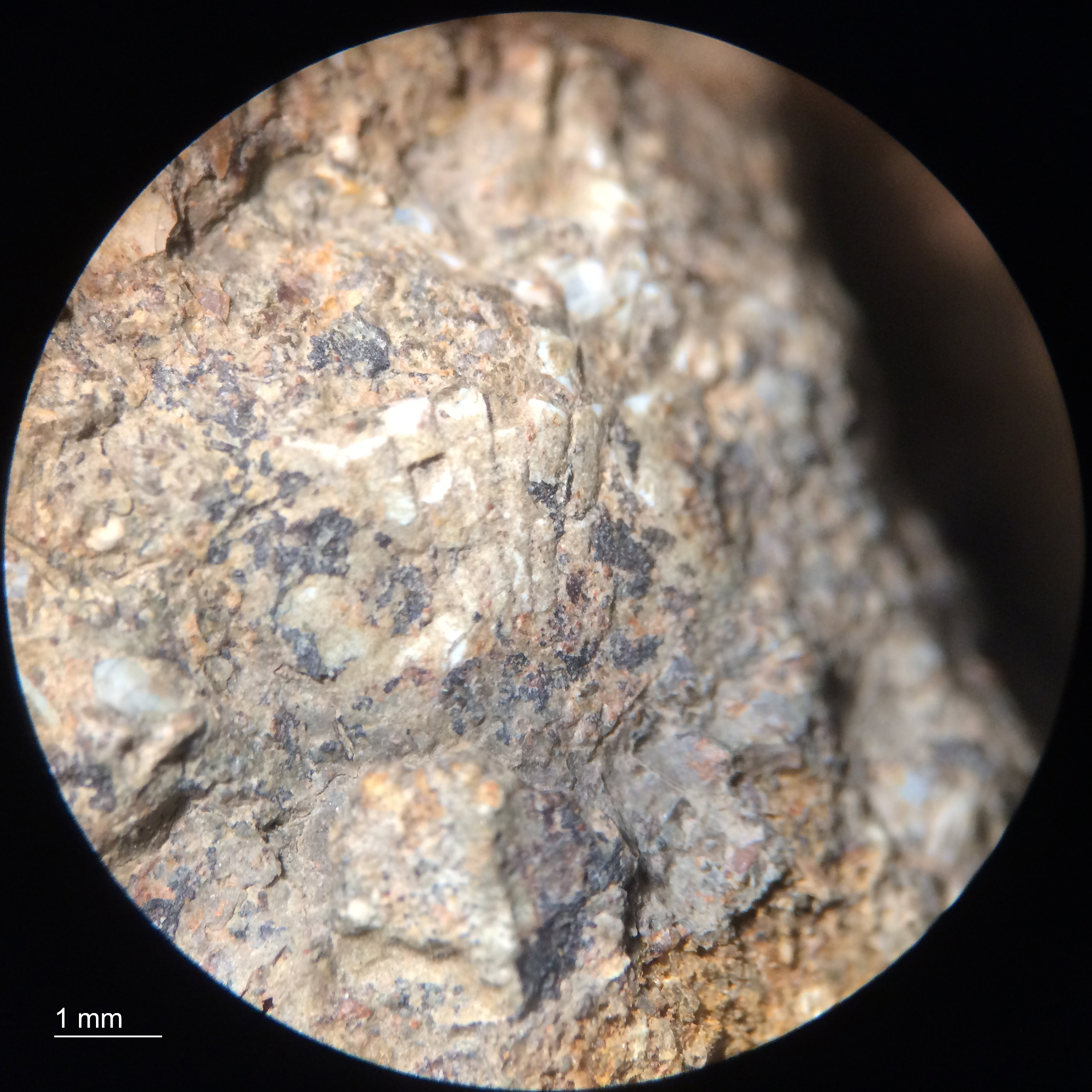 coprolite? and tooth - Fossil ID - The Fossil Forum