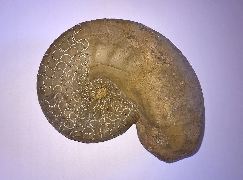Ceratites - Fossil ID - The Fossil Forum