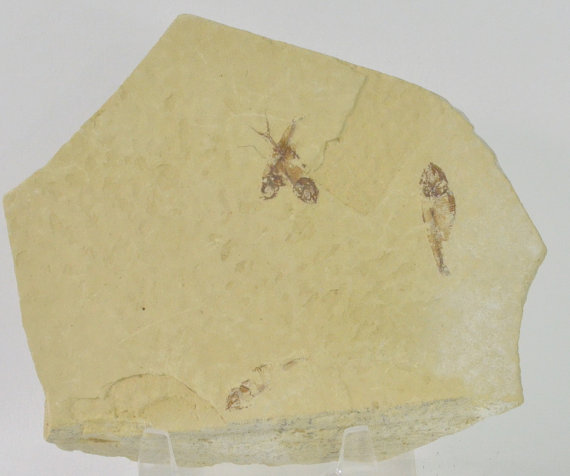 Authentic Fossils? - Is It Real? How to Recognize Fossil Fabrications ...