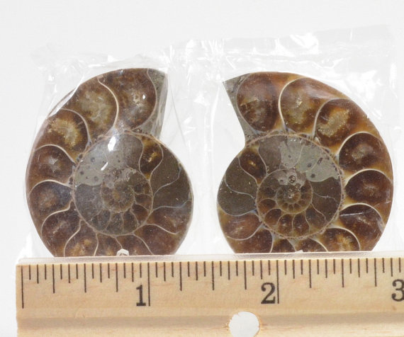 Authentic Fossils? - Is It Real? How to Recognize Fossil Fabrications ...