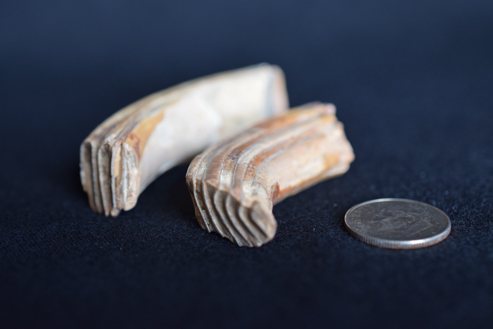 Castoroides ohioensis - Member Collections - The Fossil Forum