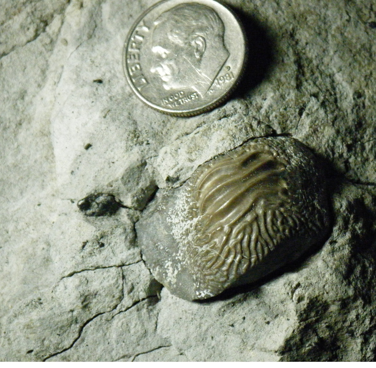 Ptychodus sp. - Member Collections - The Fossil Forum