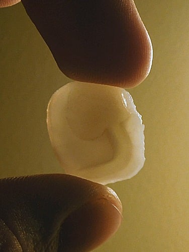 Fish Otoliths - Fossil ID - The Fossil Forum