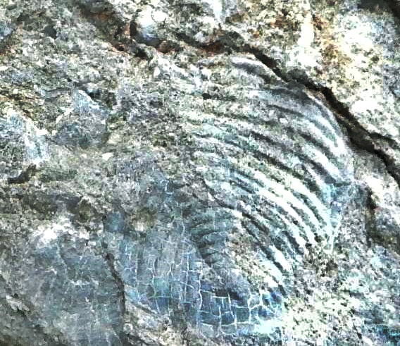NY Trilobite from the Coeymans Formation - Fossil ID - The Fossil Forum