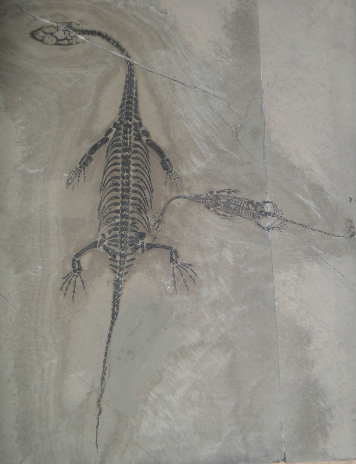 keichousaurus - Is It Real? How to Recognize Fossil Fabrications - The ...