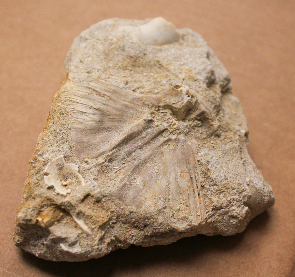 Gill plate from Morocco? - Fossil ID - The Fossil Forum