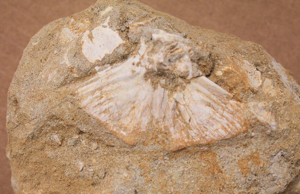 Gill plate from Morocco? - Fossil ID - The Fossil Forum
